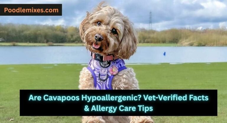 Are Cavapoos Hypoallergenic? Vet-Verified Facts & Allergy Care Tips